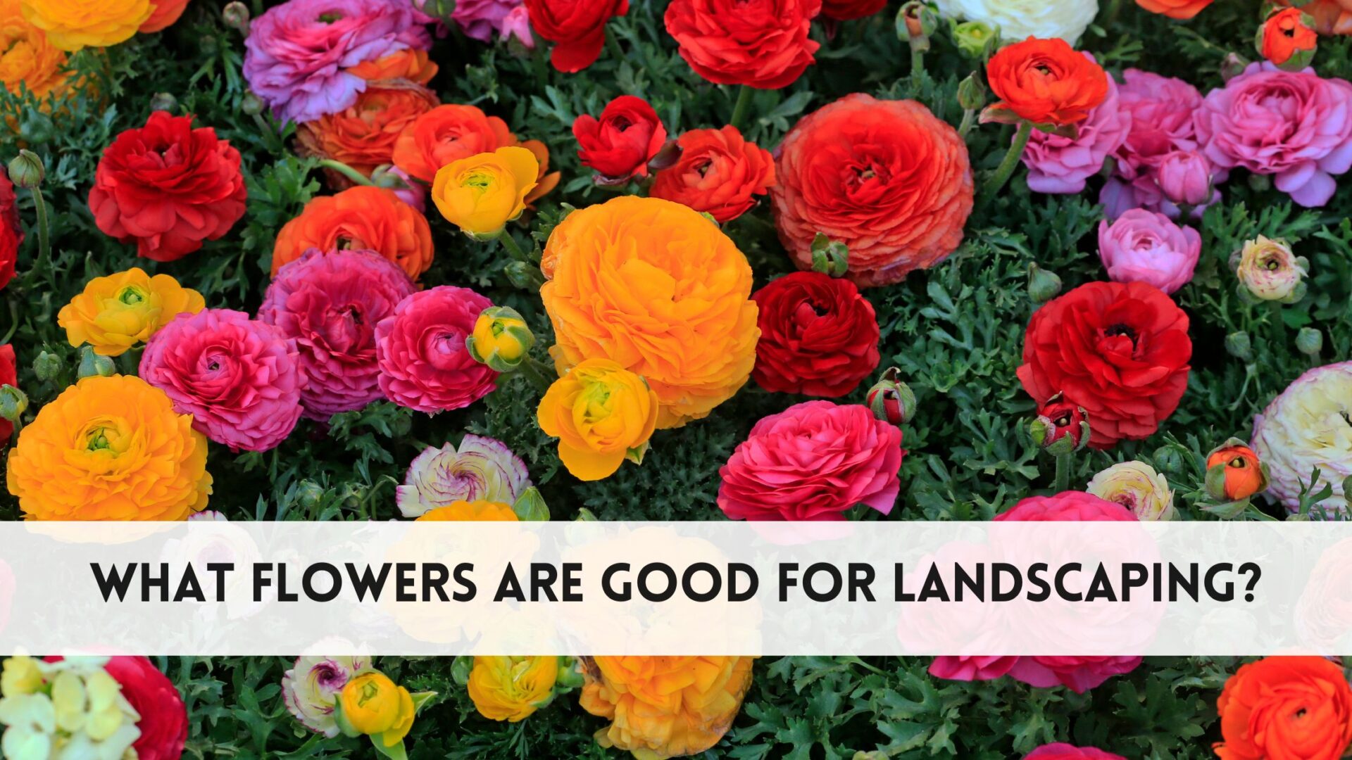 What flowers are good for landscaping? Stunning Garden Ideas
